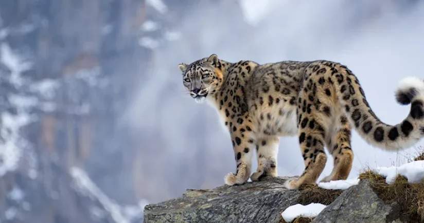 Central Asian countries sign joint statement on snow leopard protection ...