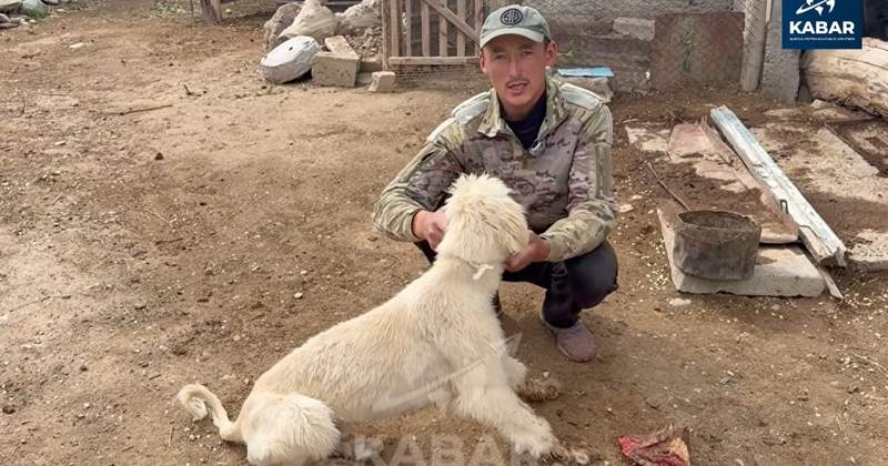 Taigan, Kyrgyzstan's ancient and valuable breed - Kyrgyz national news ...